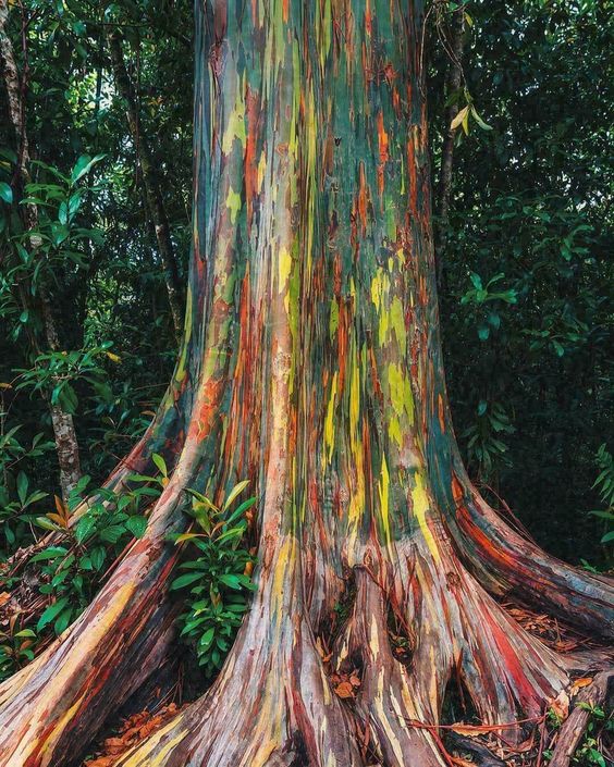 Choking: Rainbow eucalyptus trees are overwhelmingly beautiful because ...